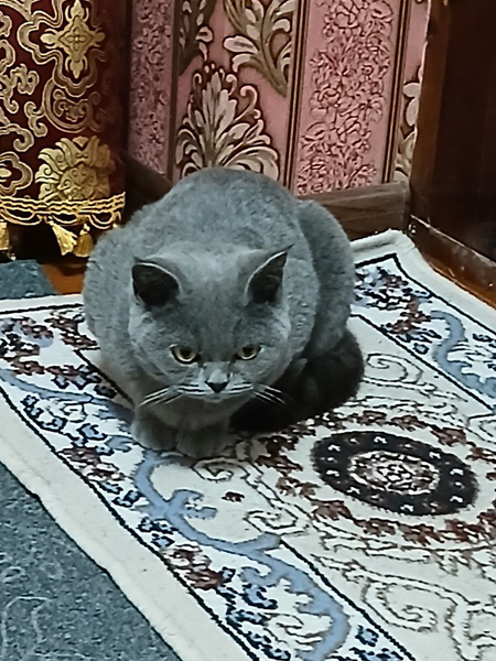 Британский кот продается