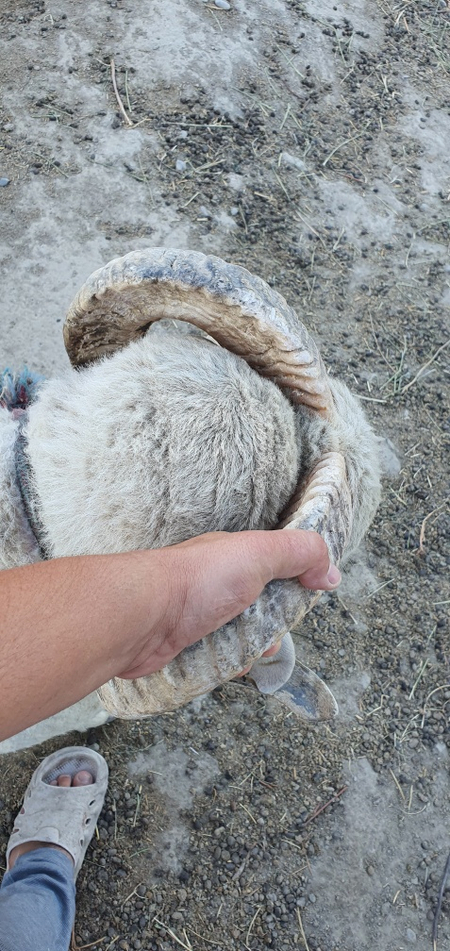 Merinos qo\\\'chqor sotiladi