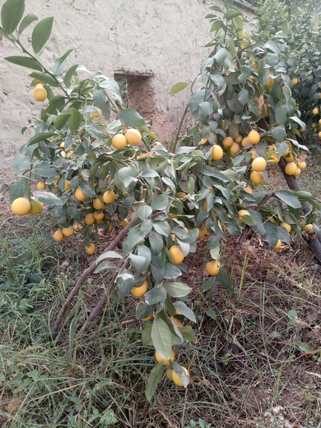 Limon mevasi sotiladi