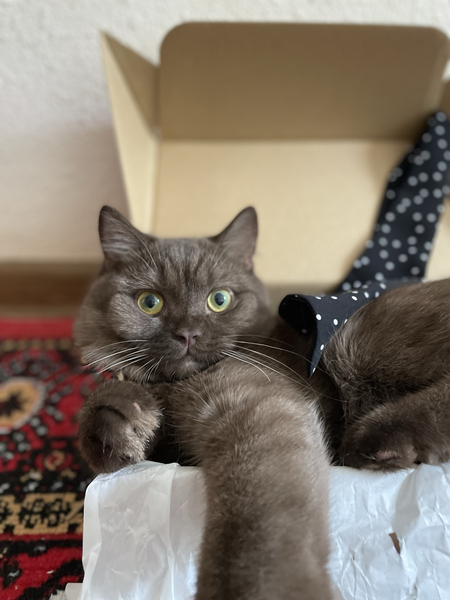 Скотиш страйт на взяку