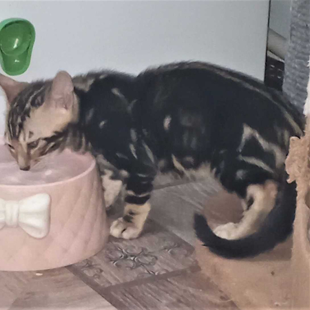 Бенгальский  котёнок