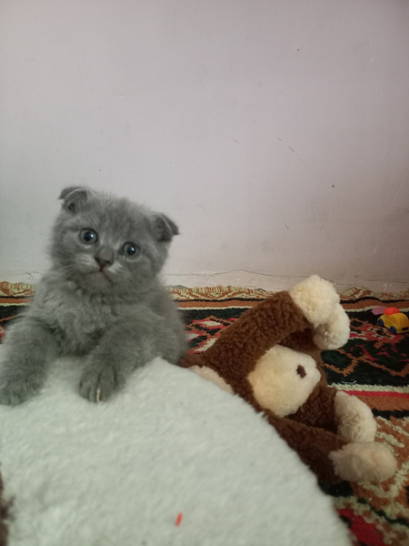 Чистокровные котята от правильной вязки