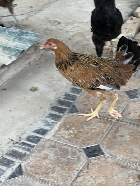 Joʻjalar sotiladi  xammasi sogʻlom
