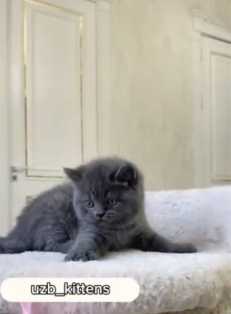 Скоттиш страйт
