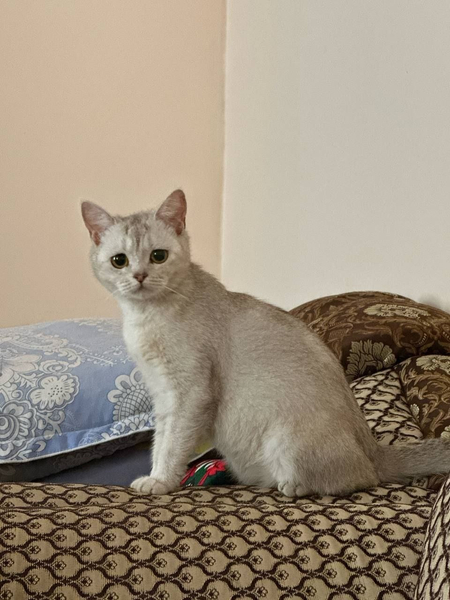 Шотландские вислоухие котята
