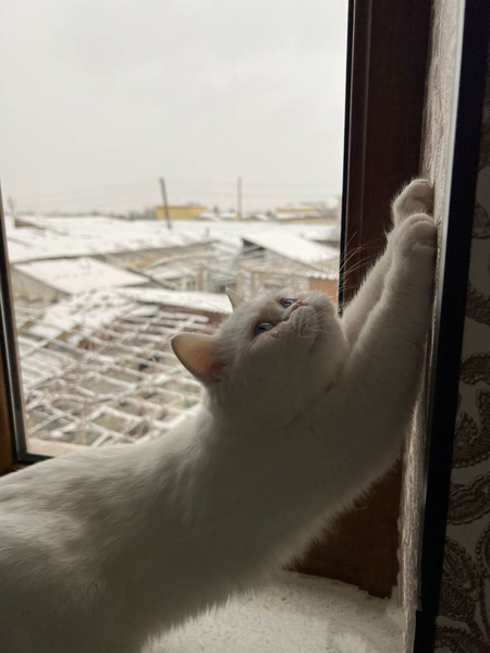 Продаётся кошка мальчик