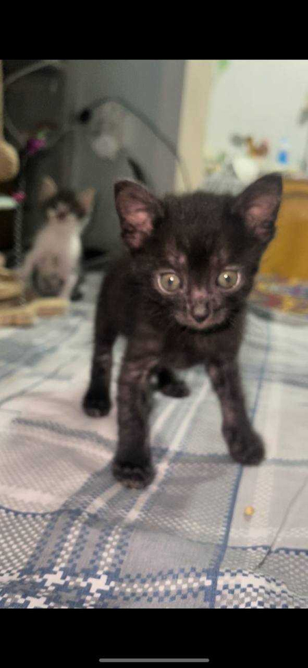Отдам котят любящих животных людям