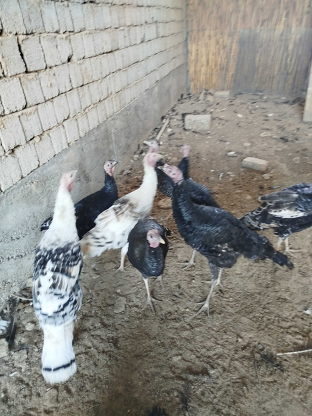 Продаются индюки.