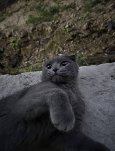 Кошк мальчик 2 йош