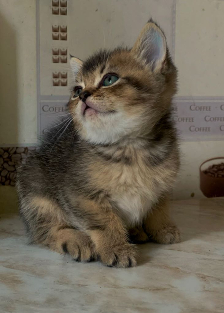 Шотландские котята