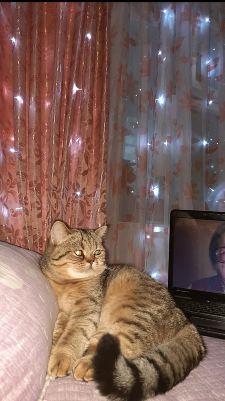 Вязка, кот скоттиш страйт