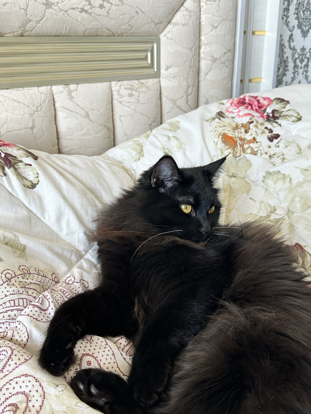 Котик мальчик -Марсик