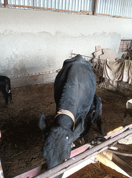 Egizak tuqqan Angus Sigir sotiladi