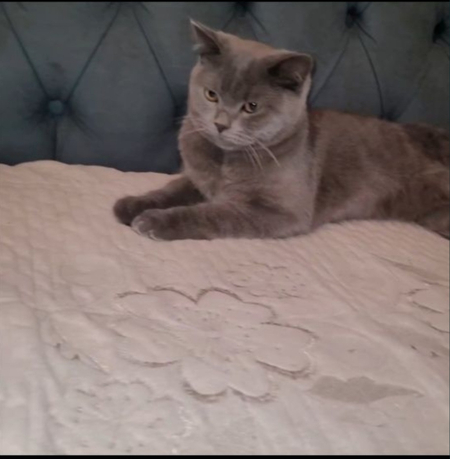 Вязка скоттиш страйт
