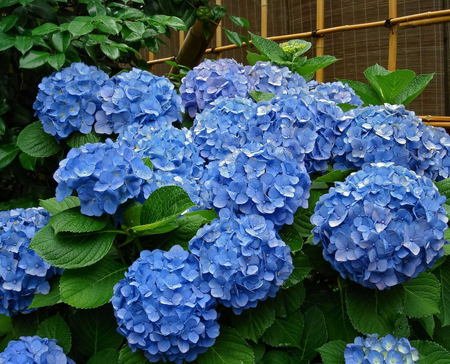 Гортензия l Hydrangea