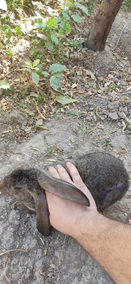 Quyonla sotiladi 4 dona, velikan, sog'lom