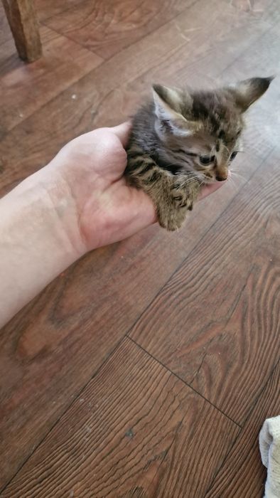 Котята в добрые руки. Бесплатно