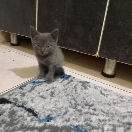 Продаётся котята