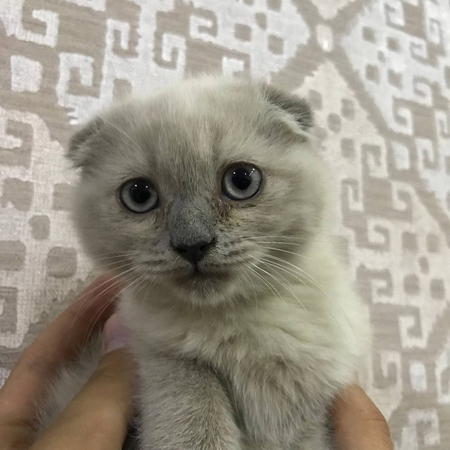 Продаётся шотландская вислоухая кошка