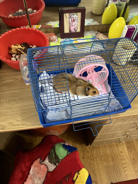 Хомячок с клеткой девочка хомяк