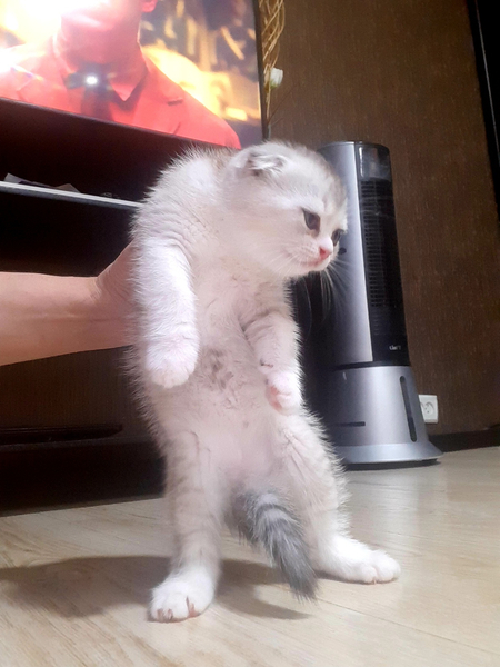 Шладкий скоттиш фолд крупный мальчик
