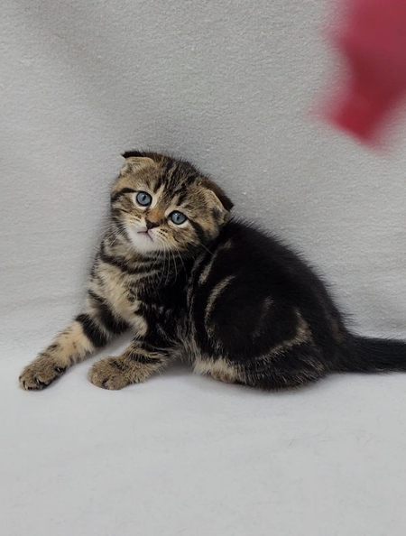 Котята фолд шиншилла мальчик девочка скотиш фолд