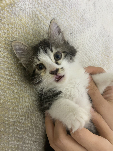 Мать и трое котят