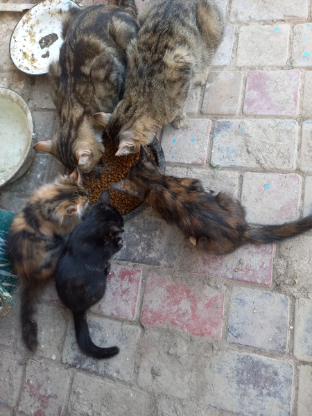 Отдаются котята девочки в добрые руки