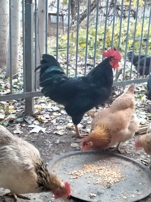 Продается петух домашний