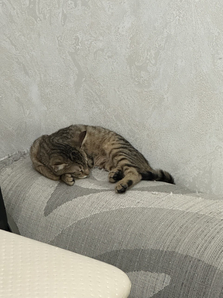 Отдадим кошечку в хорошие руки