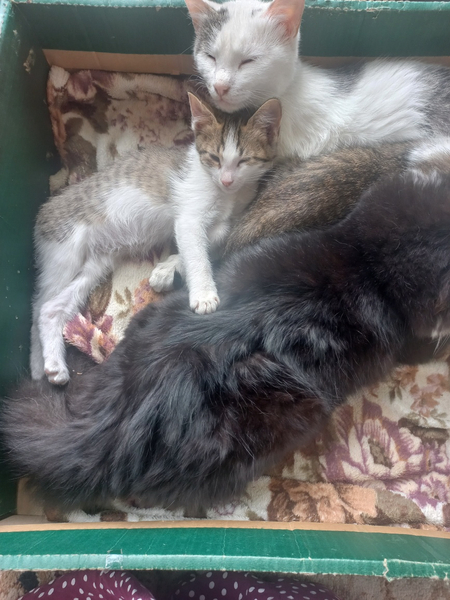 Котёнок в хорошие руки