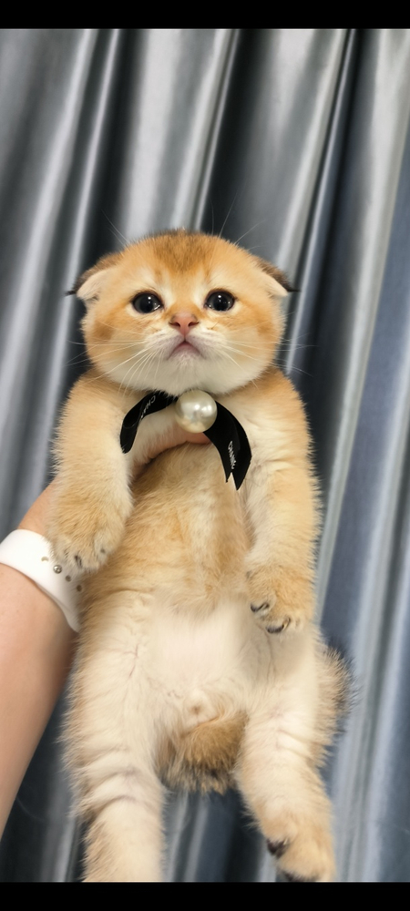 Котята от правильной вязки