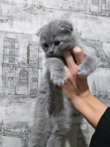 Шотландские Вислоухие