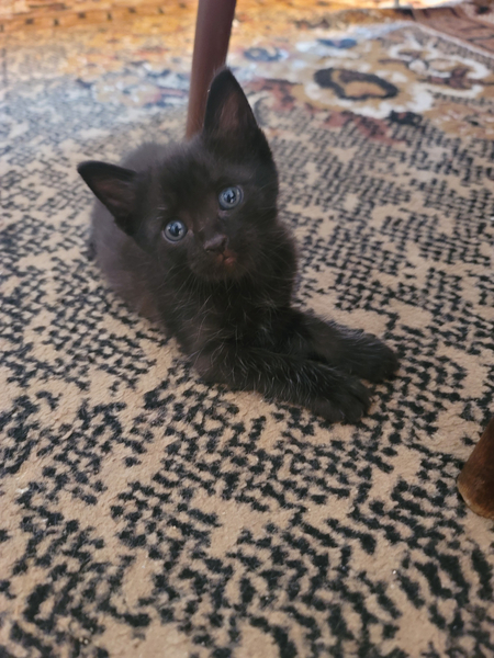Котятя 1.5 месячные