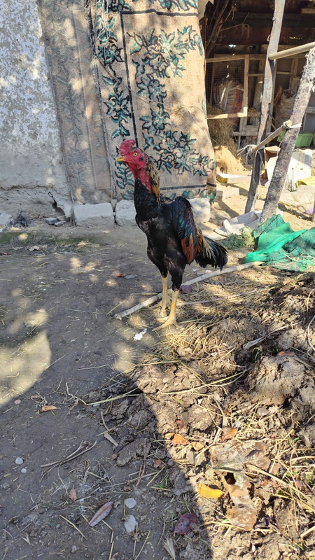 Dakan xuroz sotiladi