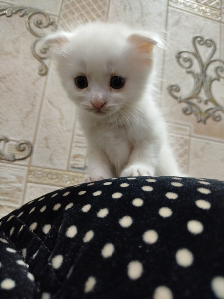 Zotdor mushuk tozza
