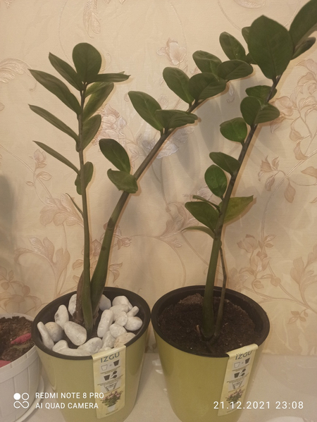 Замикалькулис или долларовые дерево