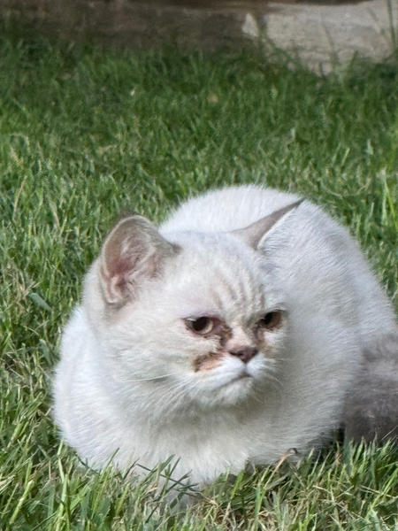Продаётся кошка!!!