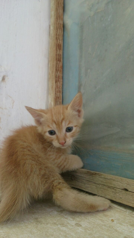 Котята (mushukchalar)