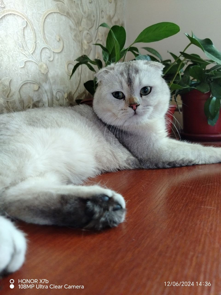 Продаётся шотландский вислоухий котик.