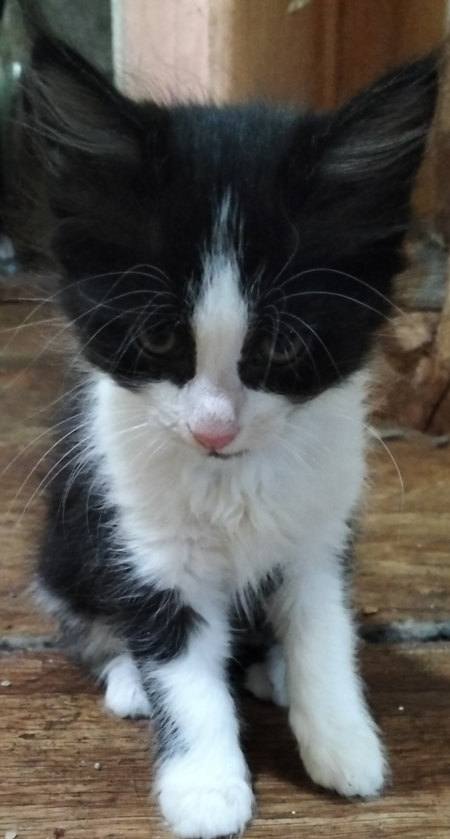 Продаются  шикарные котята