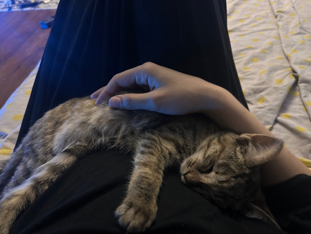 Кошка трехцветная