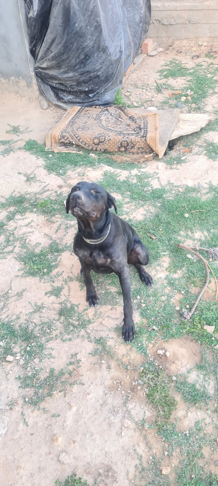 Доберман Daberman Doberman kochuk собака