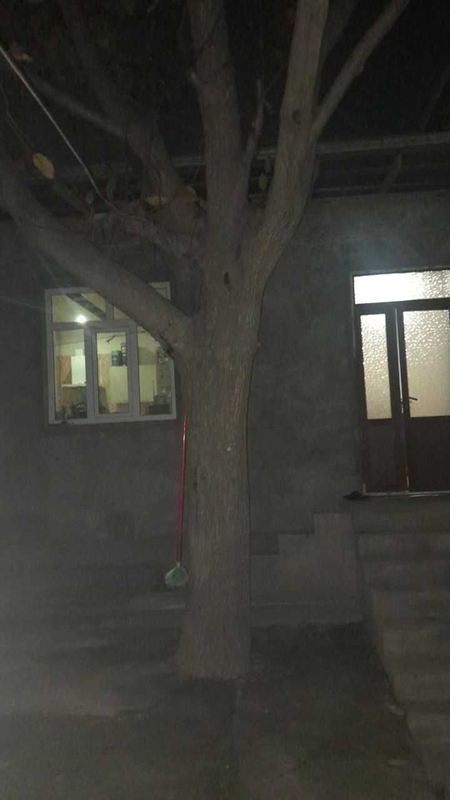 Yongoq daraxti sotiladi