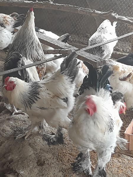 Продаются инкубационные яйца породы брама  светлая и пёстрая