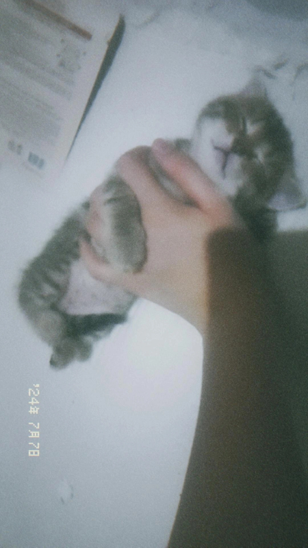 Котёнок скотиш фолд