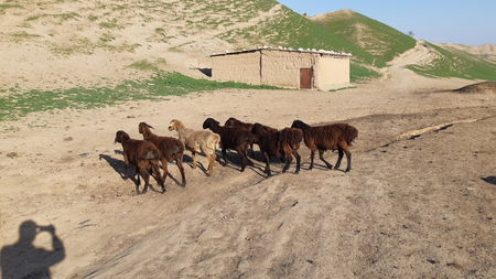 Shishak qo'chqorlar sotiladi
