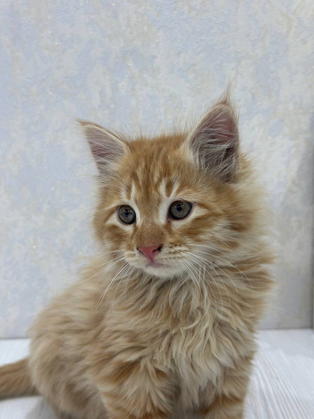 Котенок мальчик