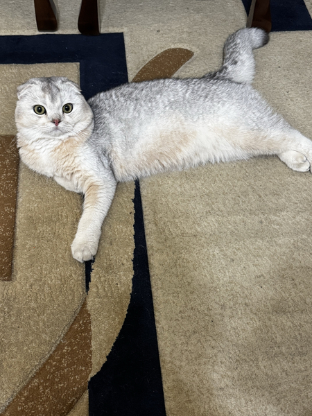Вязка кота