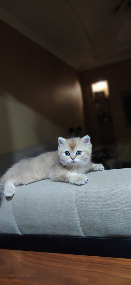 Золотая шиншилла